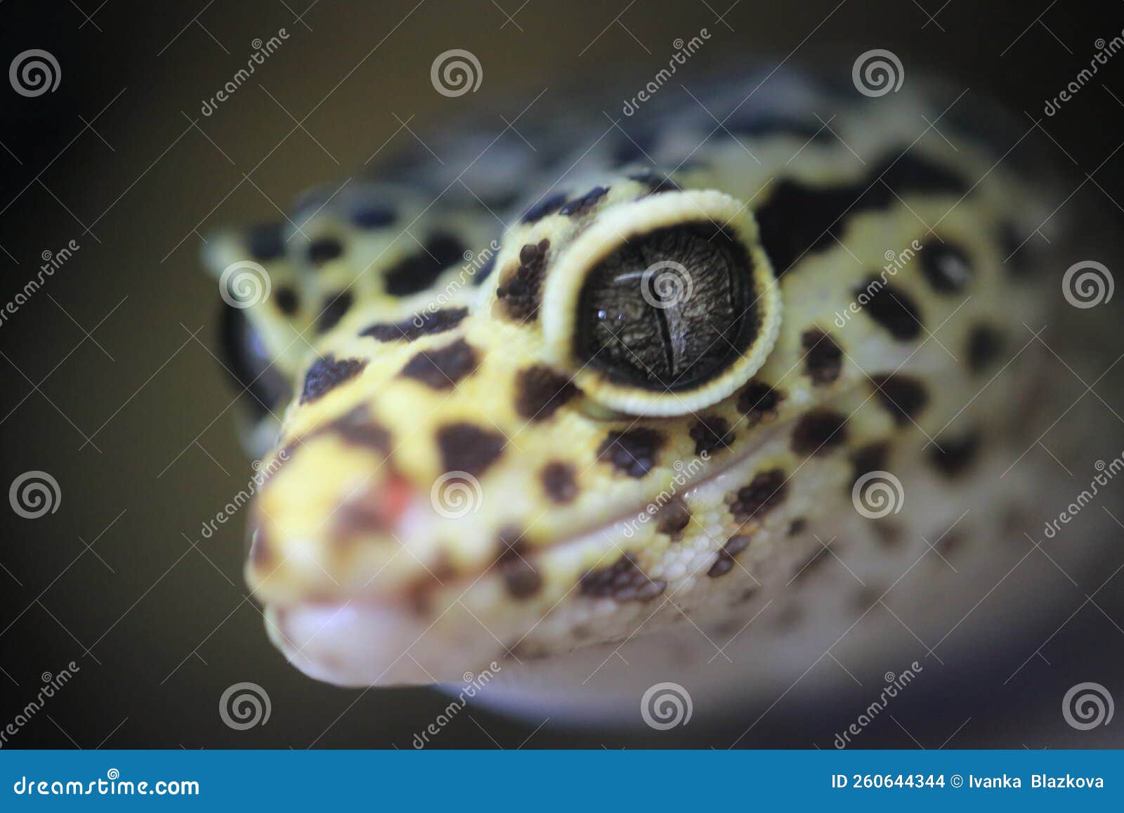 Common Leopard Gecko Closeup Stock Photo - Image of dwelling, common ...