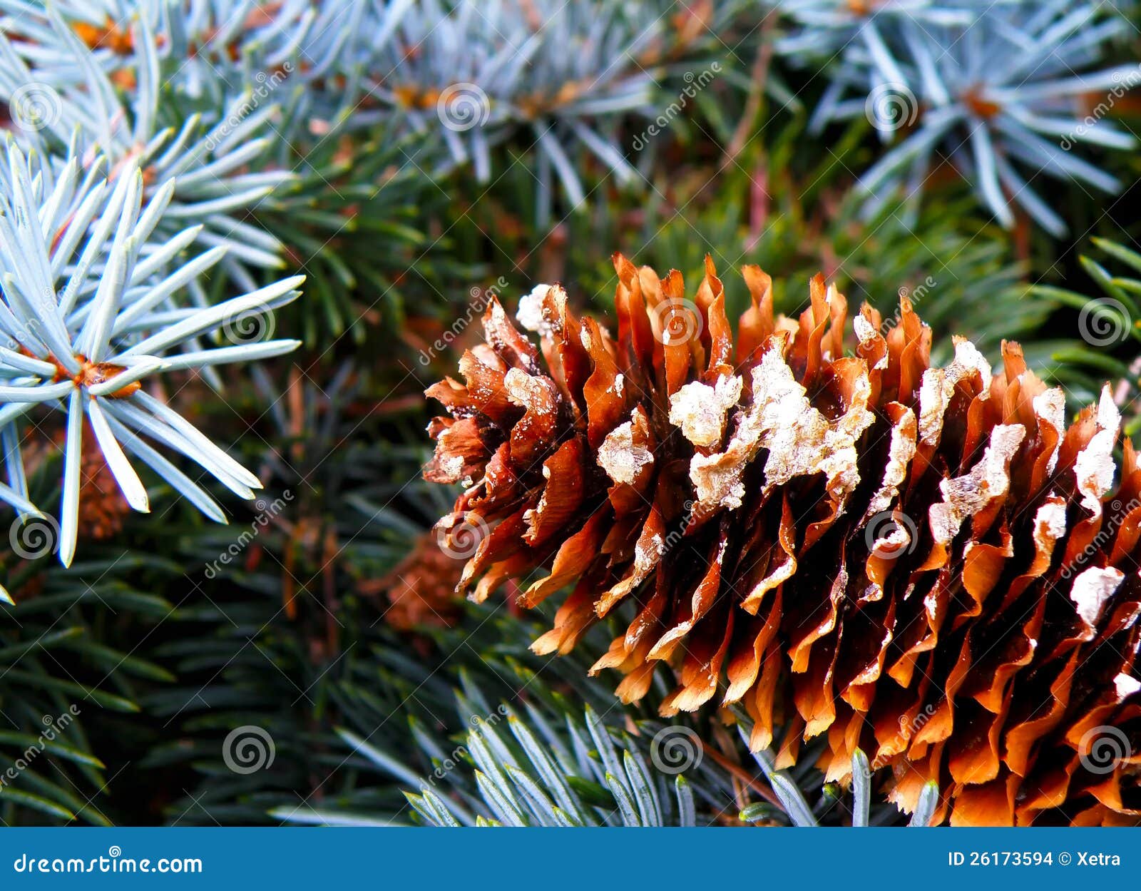 Detail Of Cone And Silver Spruce Stock Photo - Image of brown, organic ...
