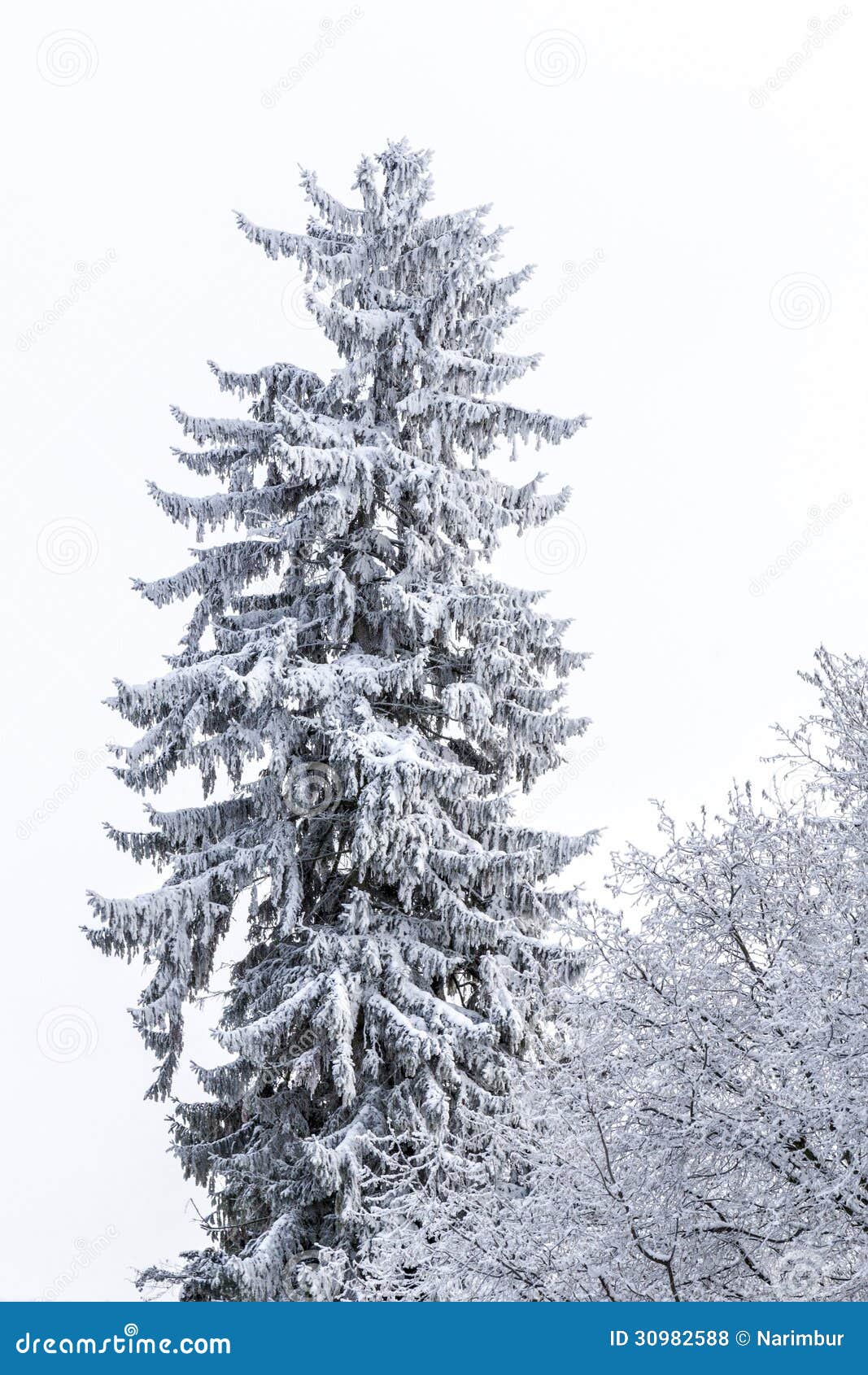 Detail Of A Conifer Covered With Snow Stock Photo - Image of conifer ...