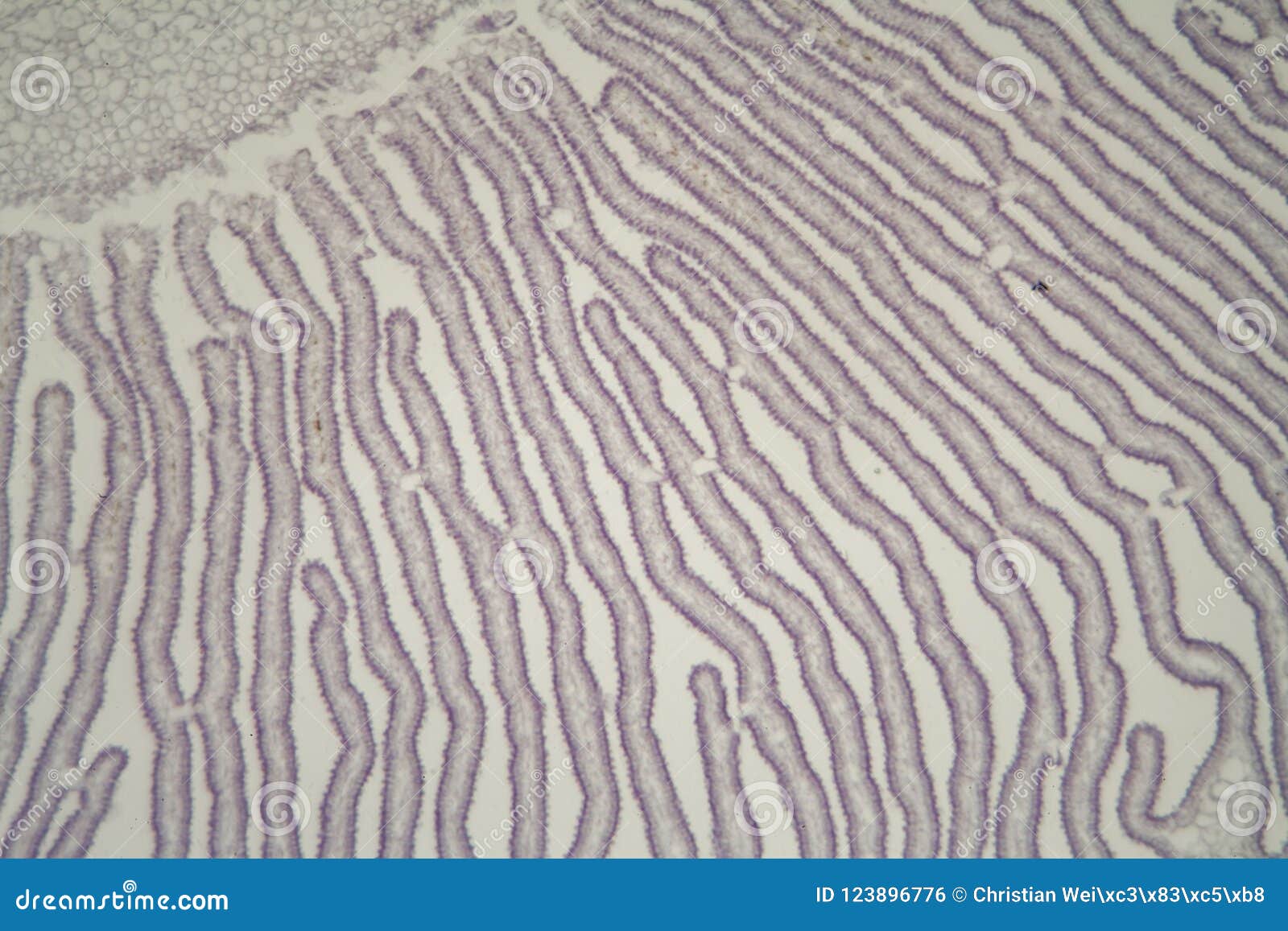 Coprinus Mushroom Under the Microscope Stock Photo - Image of blue ...