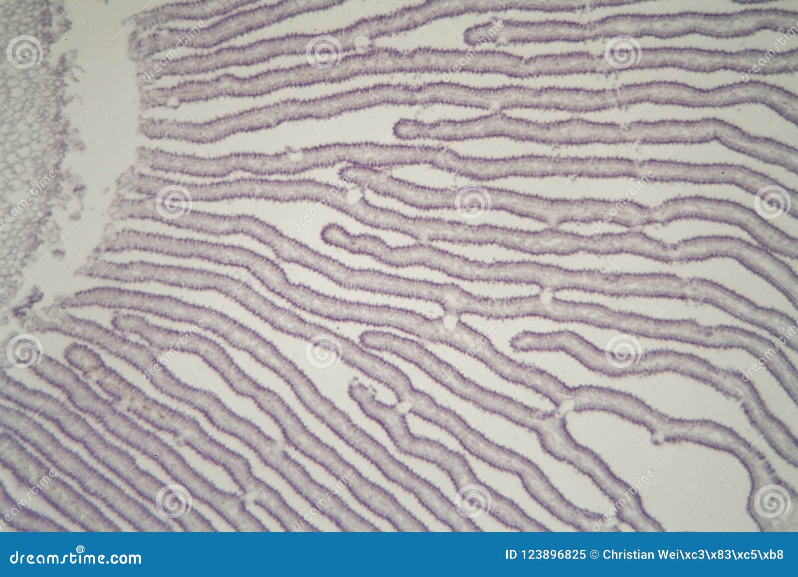 Coprinus Mushroom Labeled