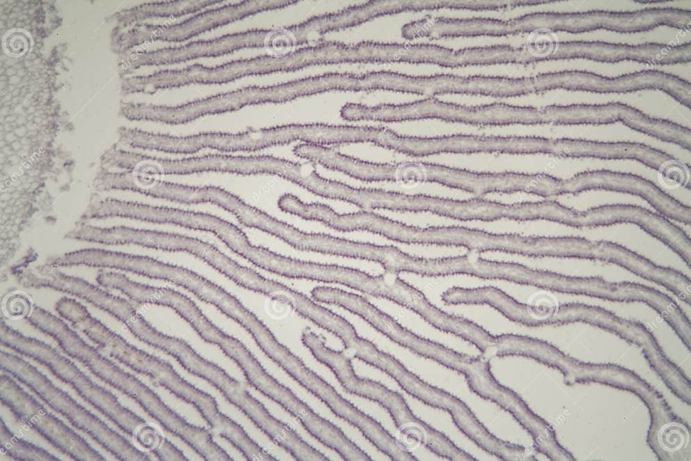 Coprinus Mushroom Under the Microscope Stock Image - Image of species ...