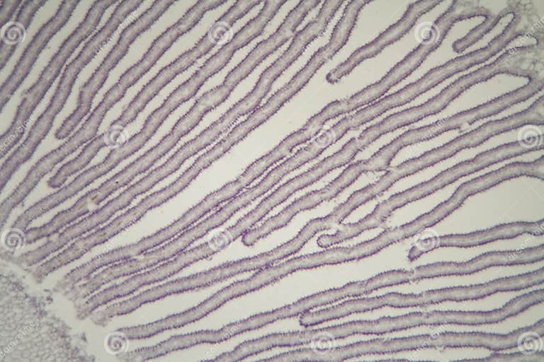 Coprinus Mushroom Under the Microscope Stock Image - Image of fungus ...