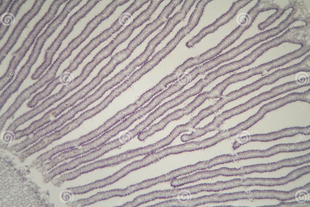 Coprinus Mushroom Under the Microscope Stock Image - Image of fungus ...
