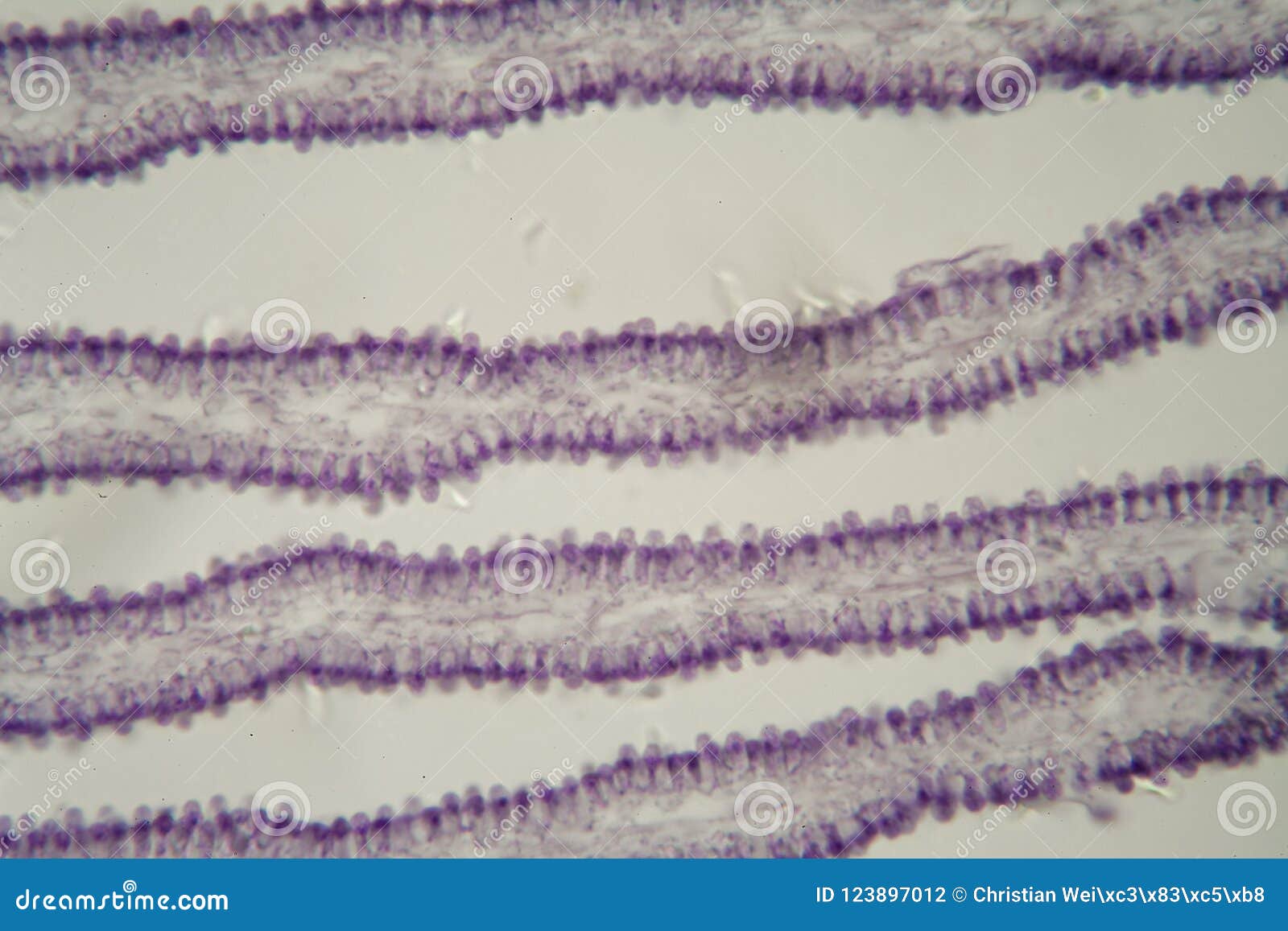 Coprinus Mushroom Under the Microscope Stock Photo - Image of mycology ...