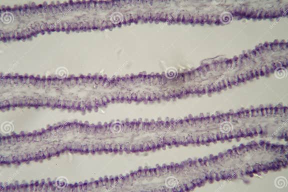 Coprinus Mushroom Under the Microscope Stock Photo - Image of mycology ...