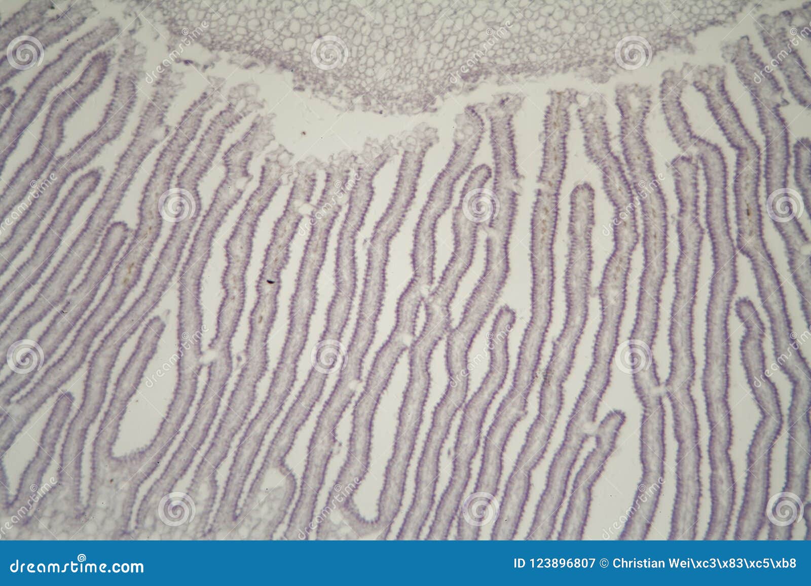 Coprinus Mushroom Slide Labeled