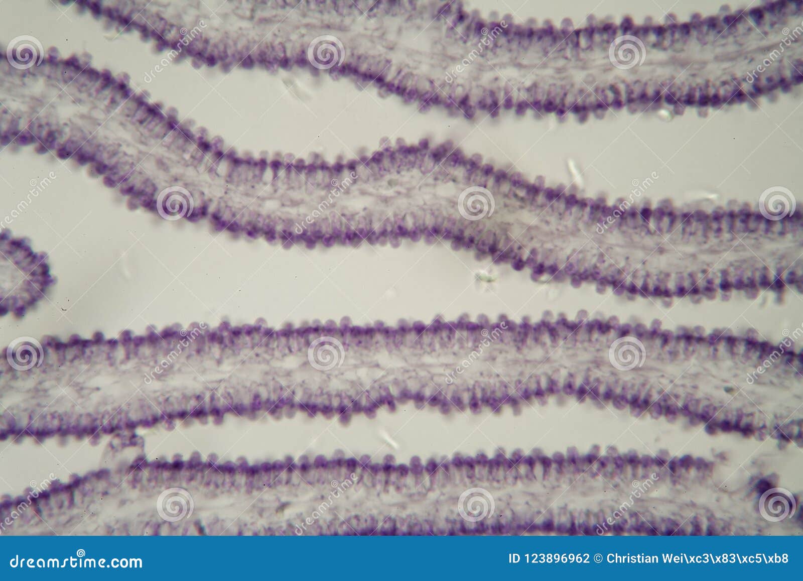 Coprinus Basidium And Their