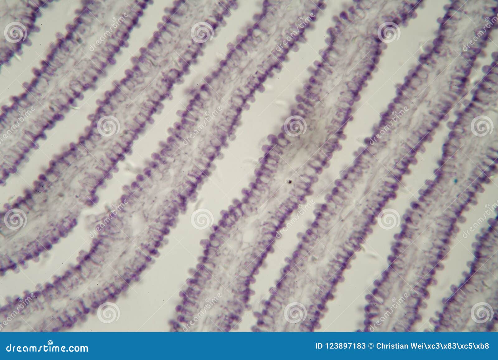 Coprinus Mushroom Under the Microscope Stock Image - Image of mushroom ...