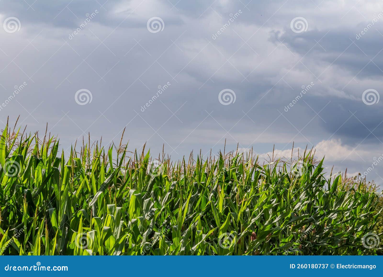 Storm Clouds Over Corn Field Stock Image - Image of autumn, floral ...
