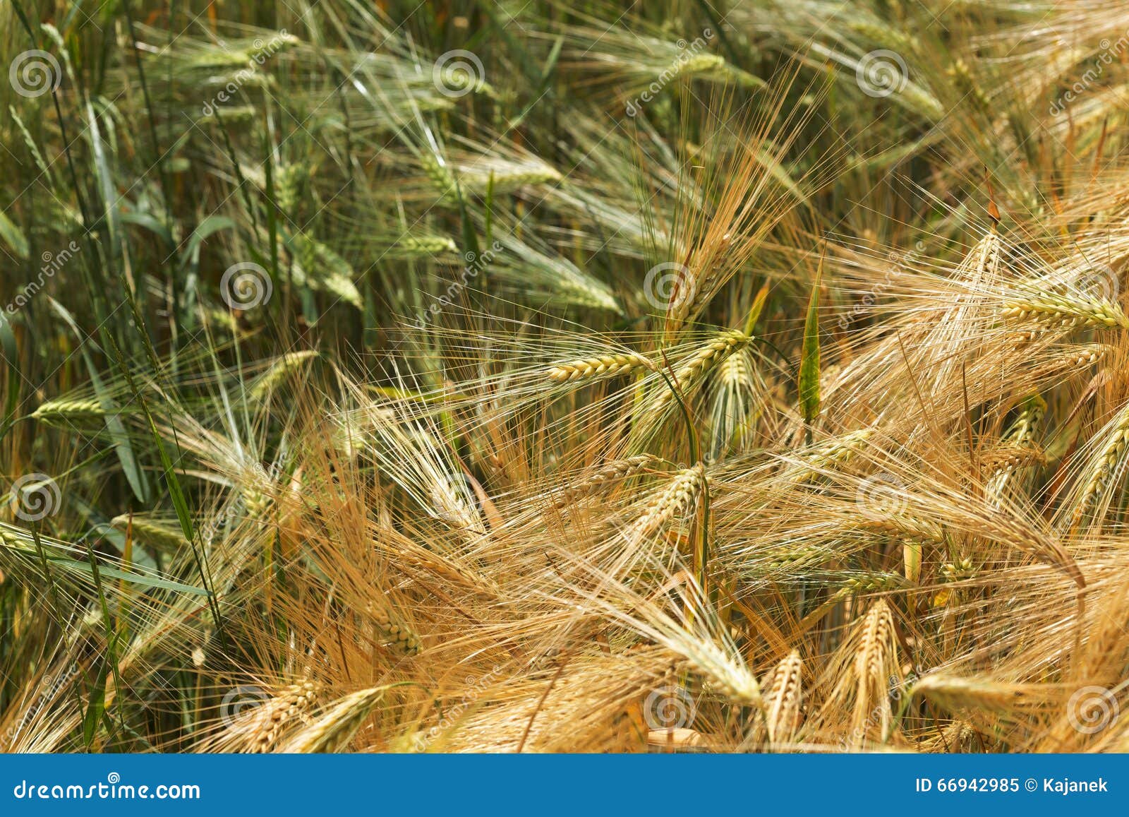 Detail of Corn Spikes in the Summer Nature Stock Image - Image of spike ...