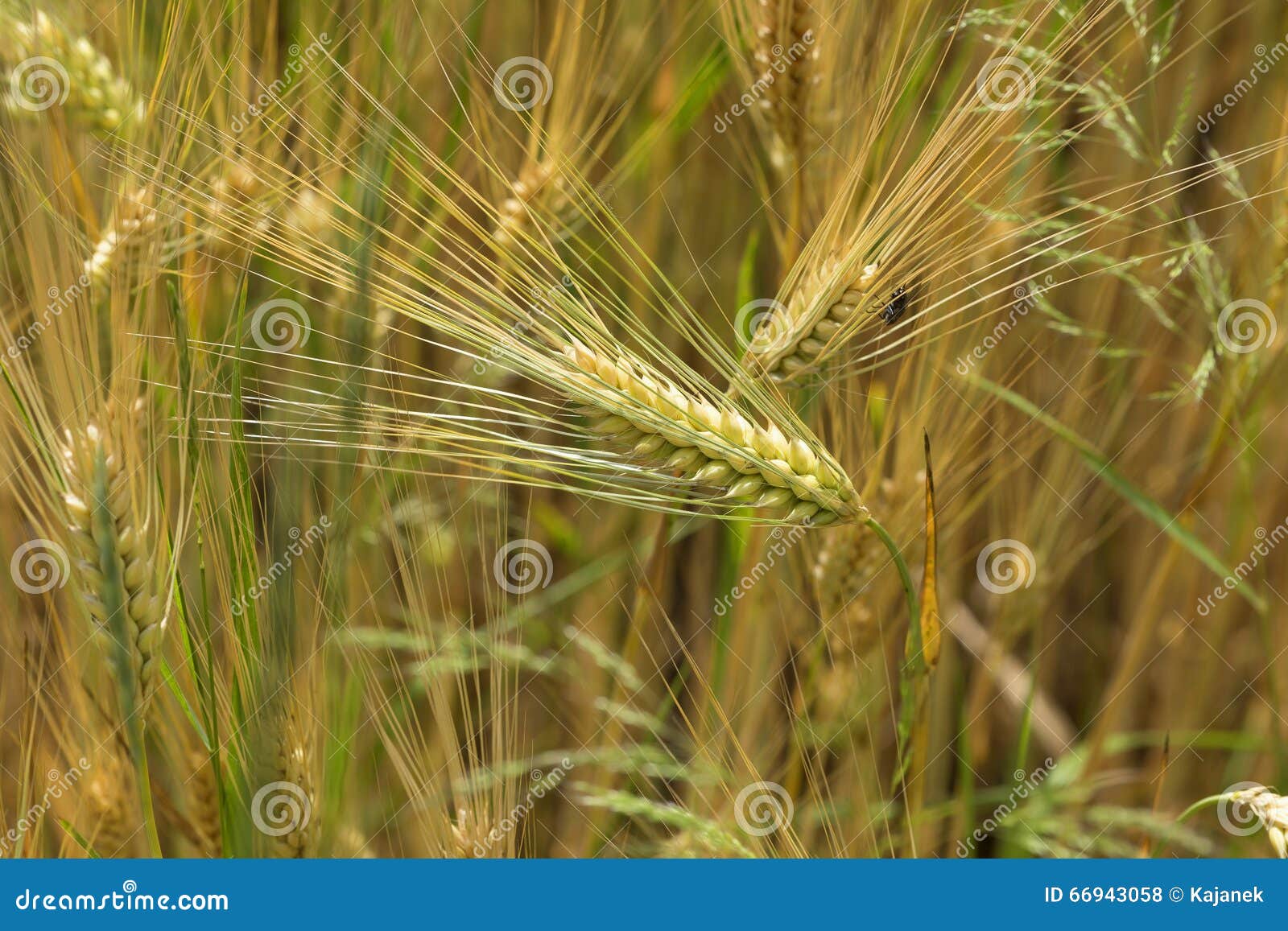 Detail of Corn Spikes in the Summer Nature Stock Photo - Image of food ...
