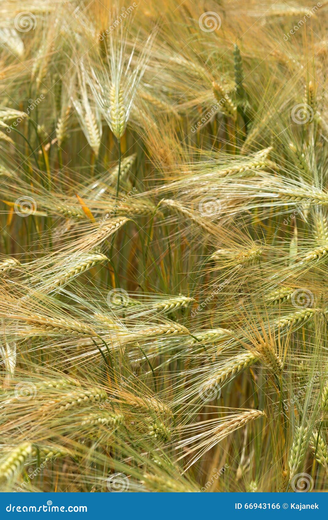 Detail of Corn Spikes in the Summer Nature Stock Photo - Image of straw ...
