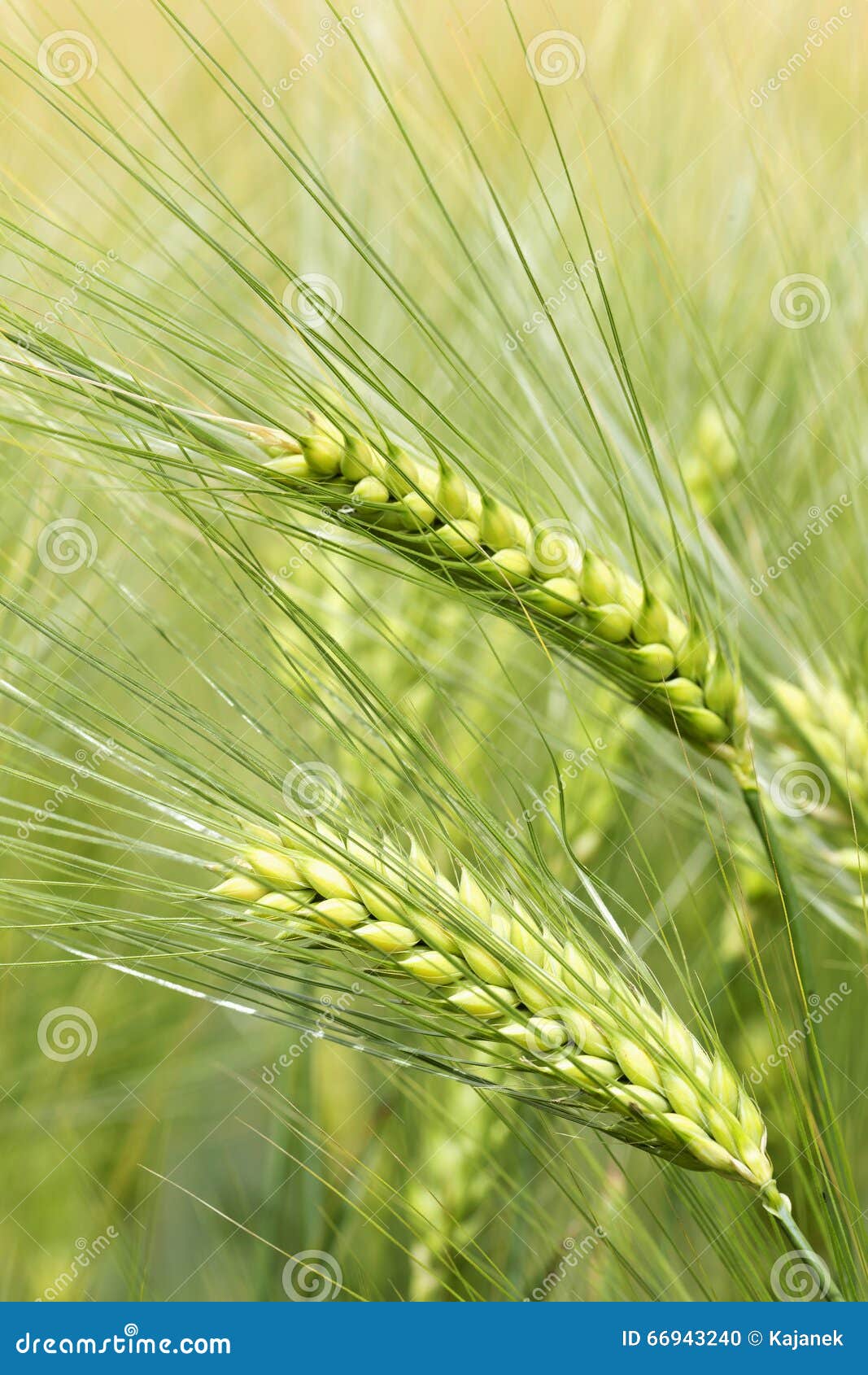 Detail of Corn Spikes in the Summer Nature Stock Photo - Image of ...