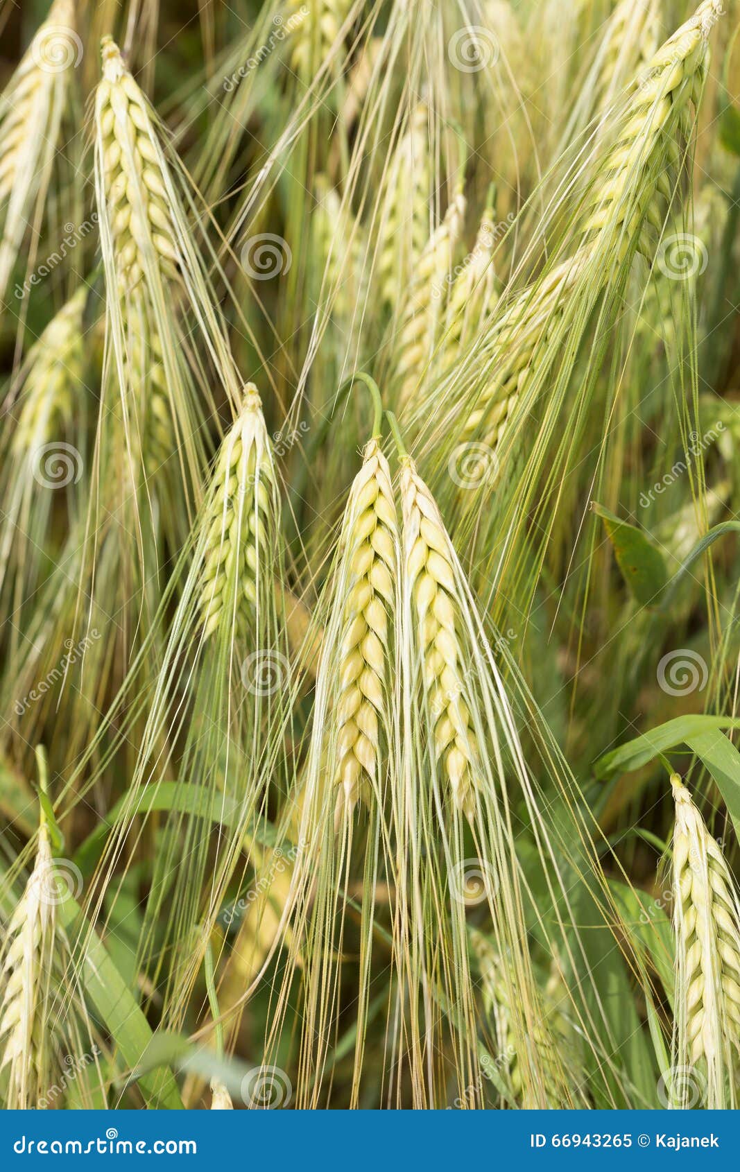 Detail of Corn Spikes in the Summer Nature Stock Image - Image of ...