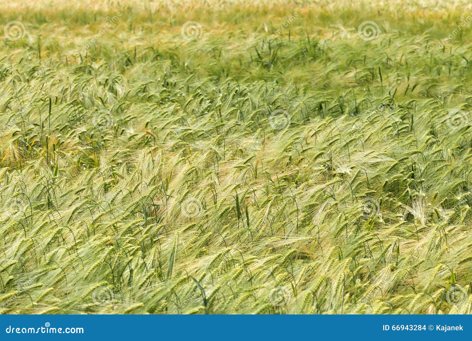 Detail of Corn Spikes in the Summer Nature Stock Photo - Image of ...
