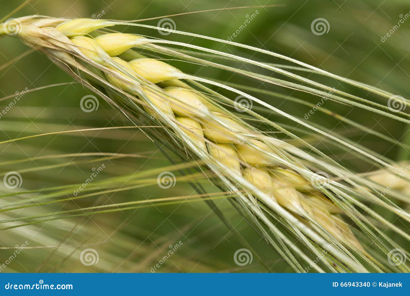 Detail of Corn Spikes in the Summer Nature Stock Photo - Image of ...