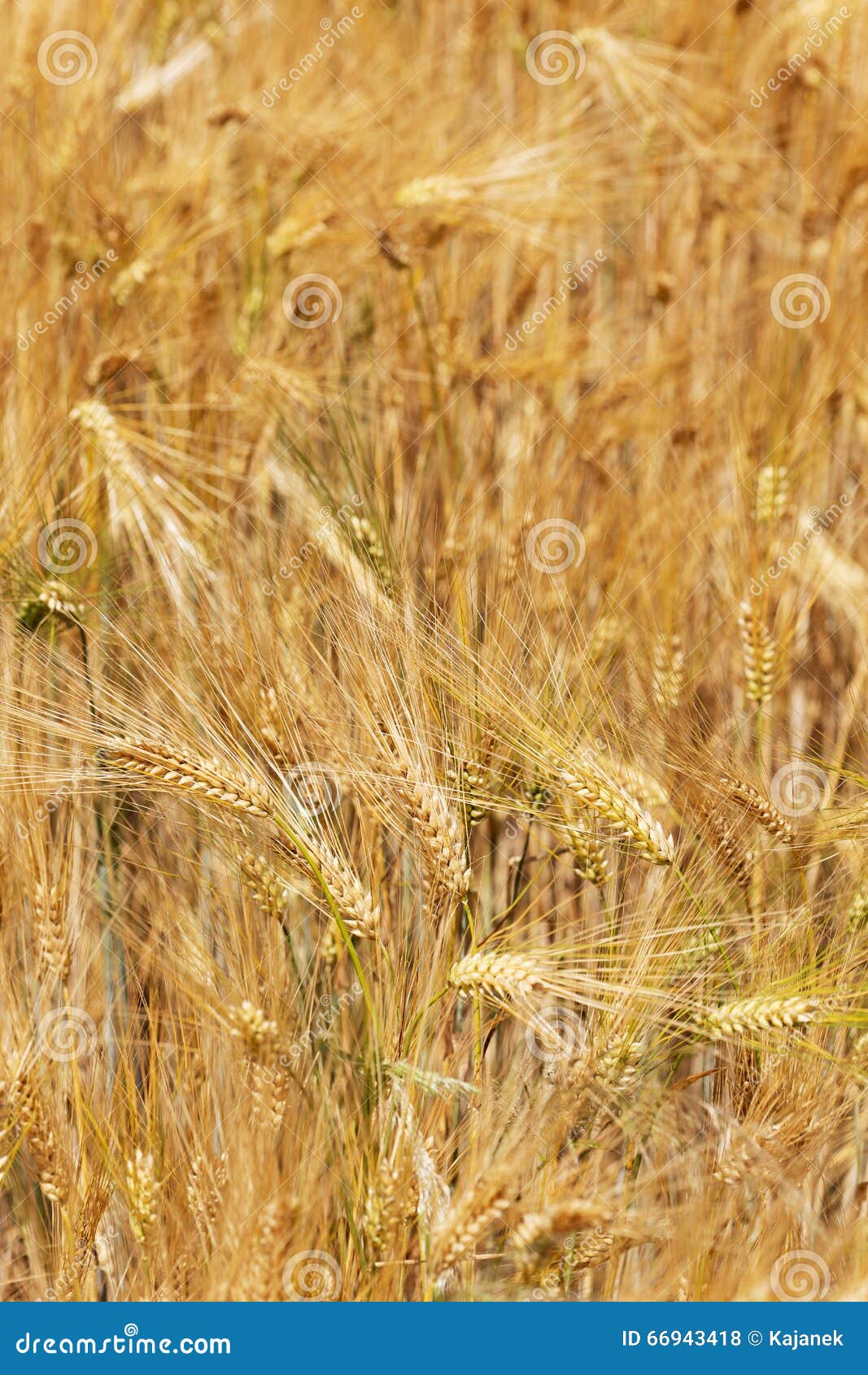 Detail of Corn Spikes in the Summer Nature Stock Photo - Image of ...