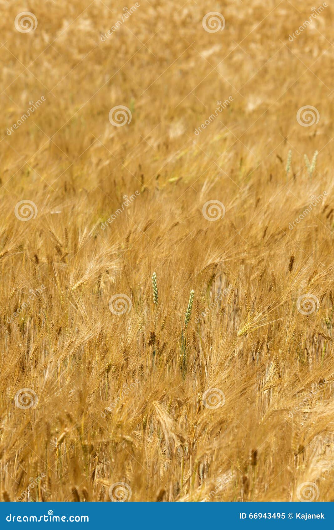 Detail of Corn Spikes in the Summer Nature Stock Image - Image of grain ...