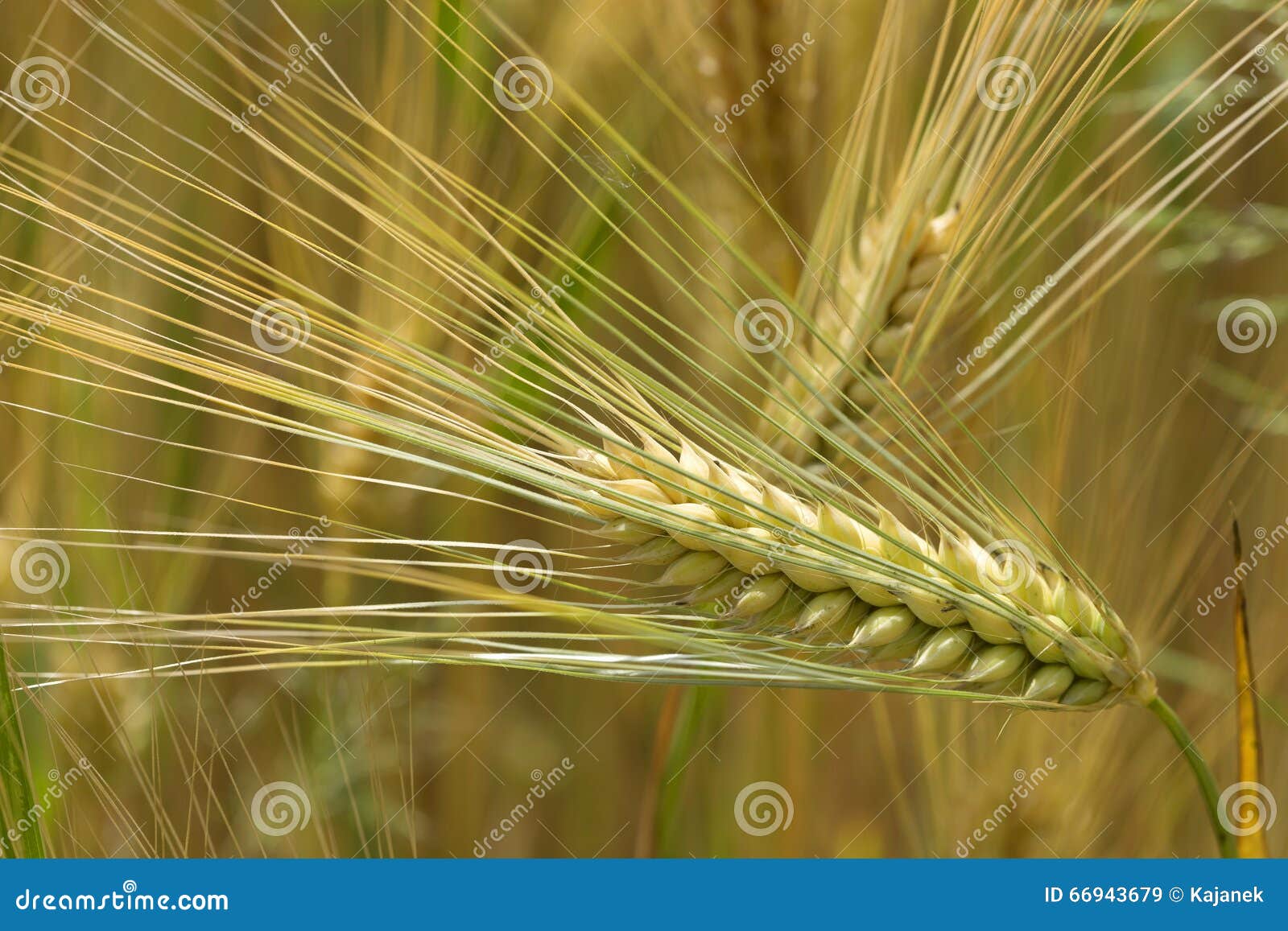 Detail of Corn Spikes in the Summer Nature Stock Image - Image of corn ...