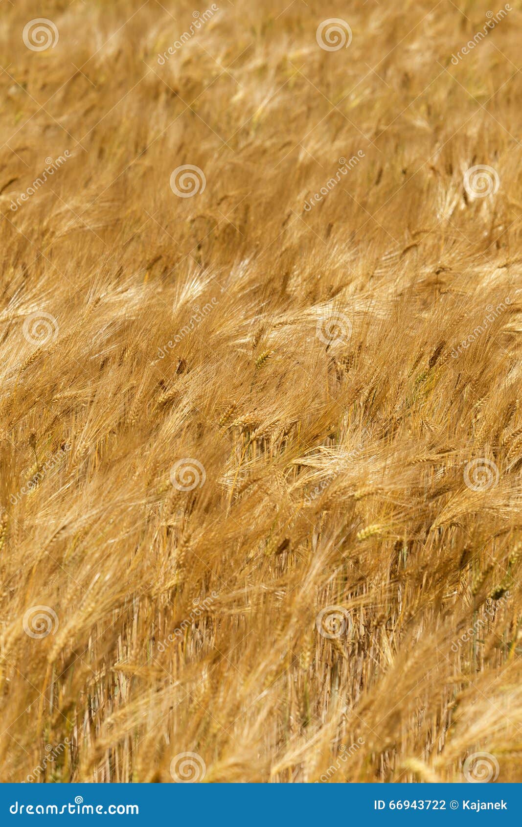 Detail of Corn Spikes in the Summer Nature Stock Photo - Image of seed ...