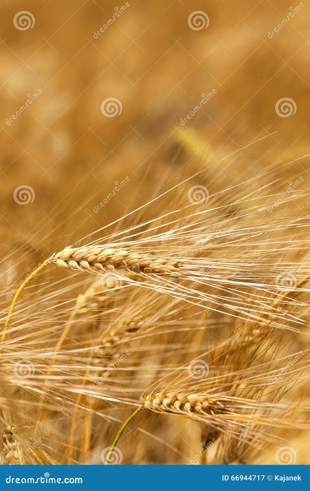 Detail of Corn Spikes in the Summer Nature Stock Image - Image of wheat ...