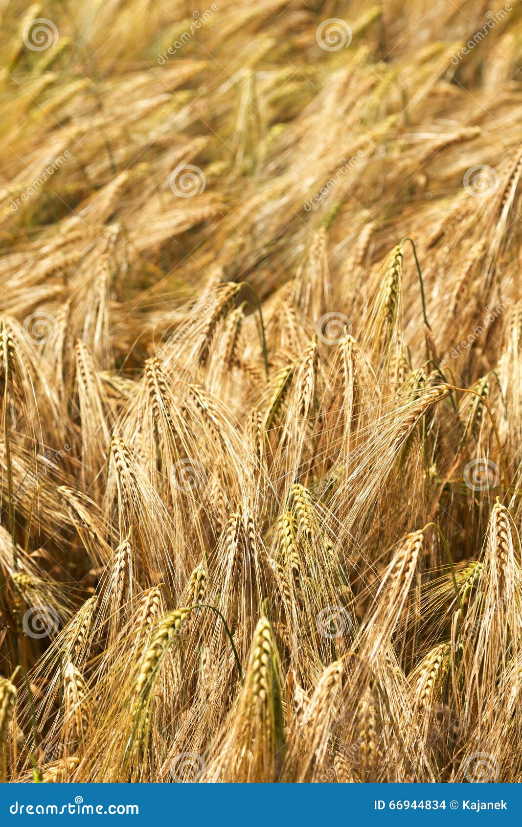 Detail of Corn Spikes in the Summer Nature Stock Photo - Image of green ...