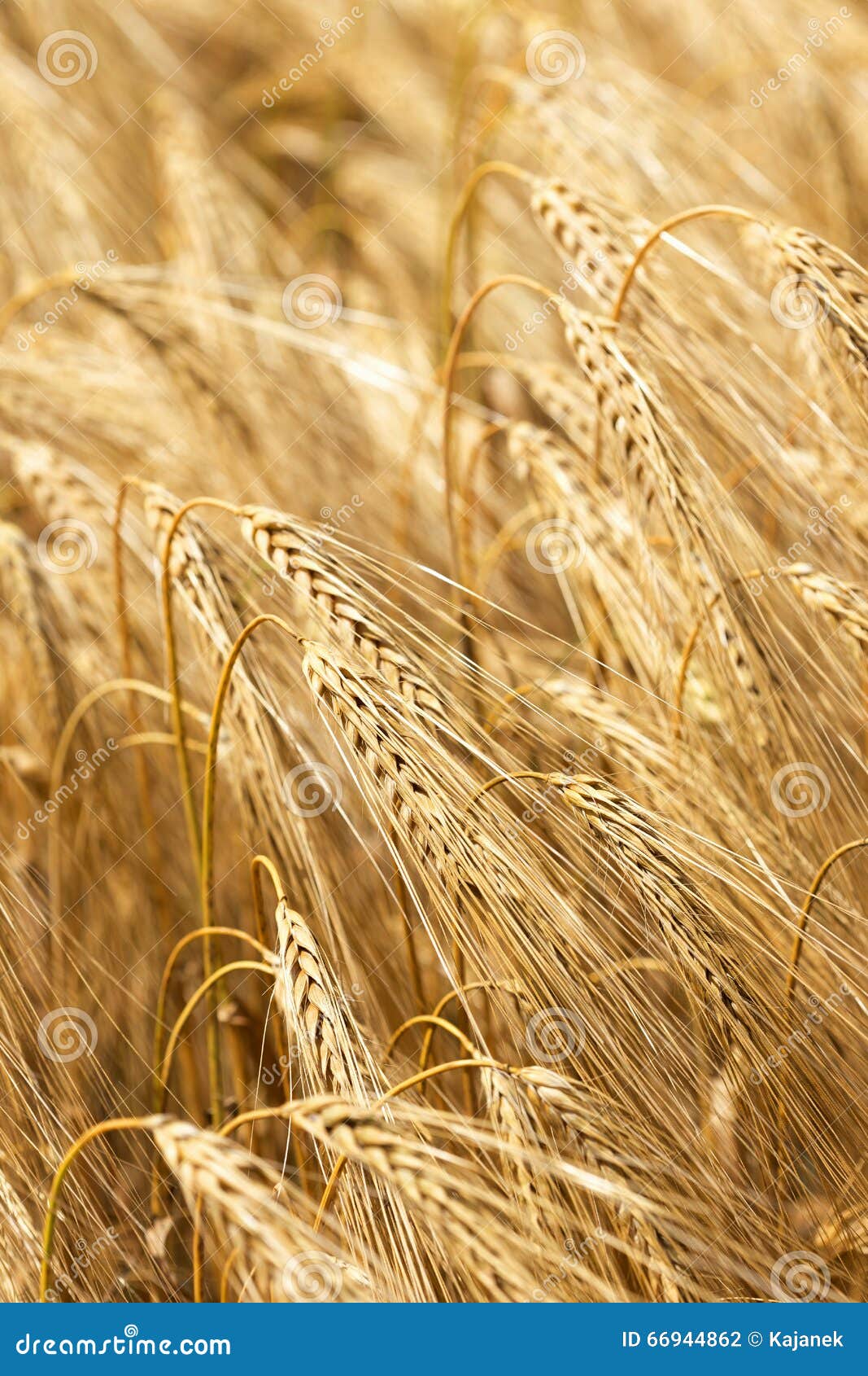 Detail of Corn Spikes in the Summer Nature Stock Photo - Image of ...