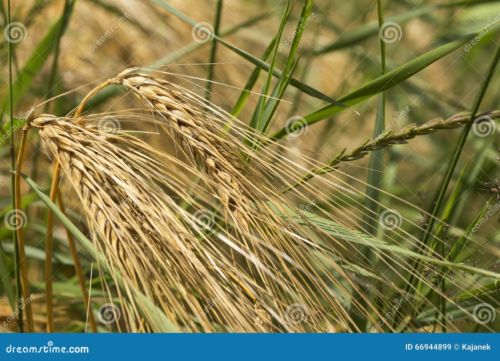 Detail of Corn Spikes in the Summer Nature Stock Image - Image of ...