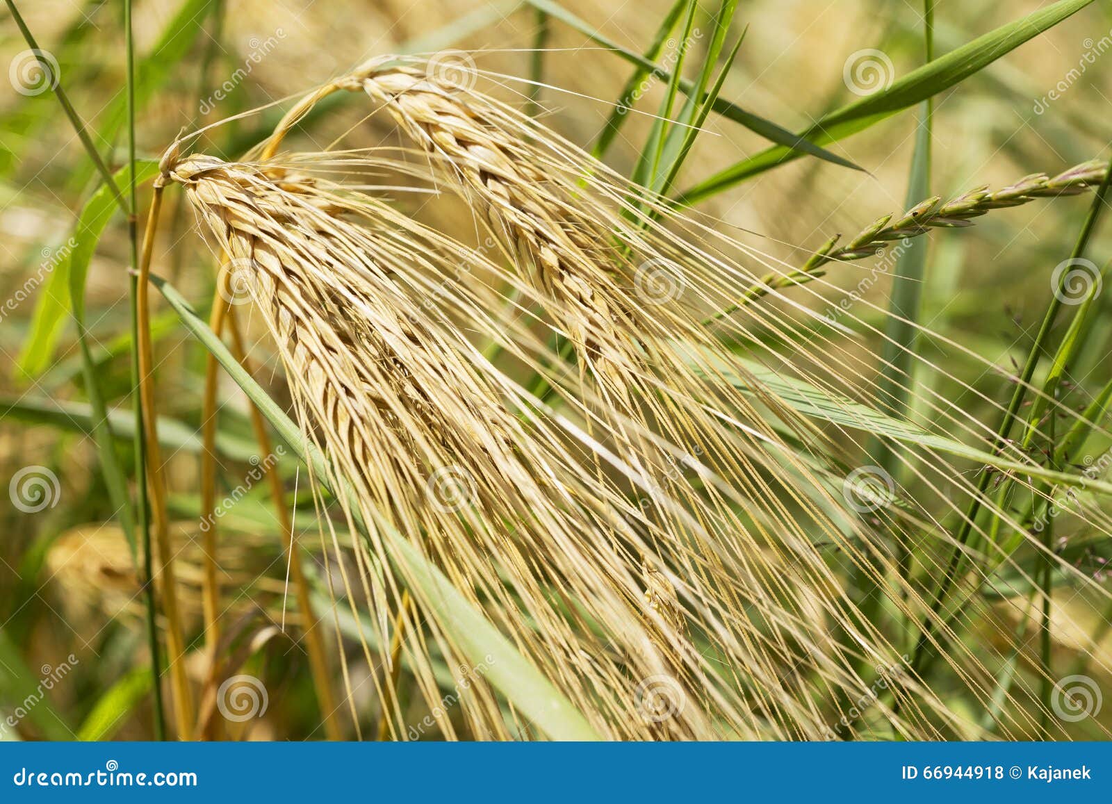 Detail of Corn Spikes in the Summer Nature Stock Photo - Image of ...