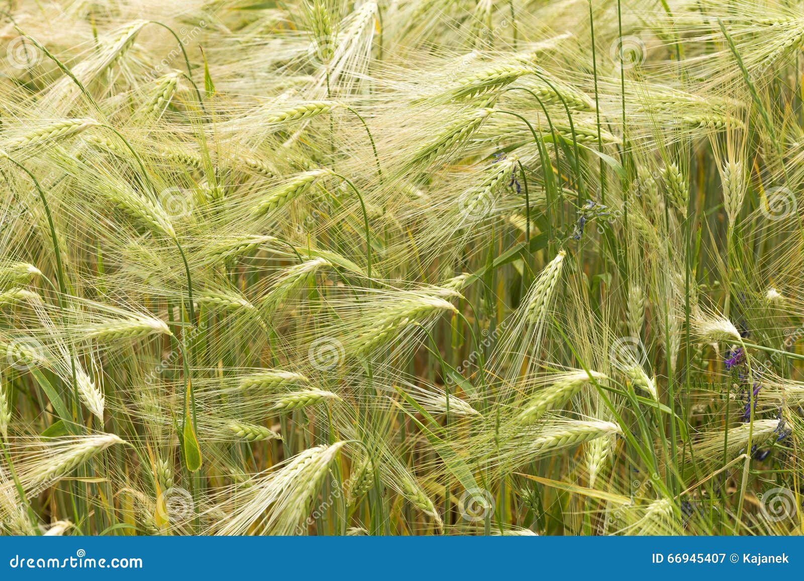 Detail of Corn Spikes in the Summer Nature Stock Image - Image of ...