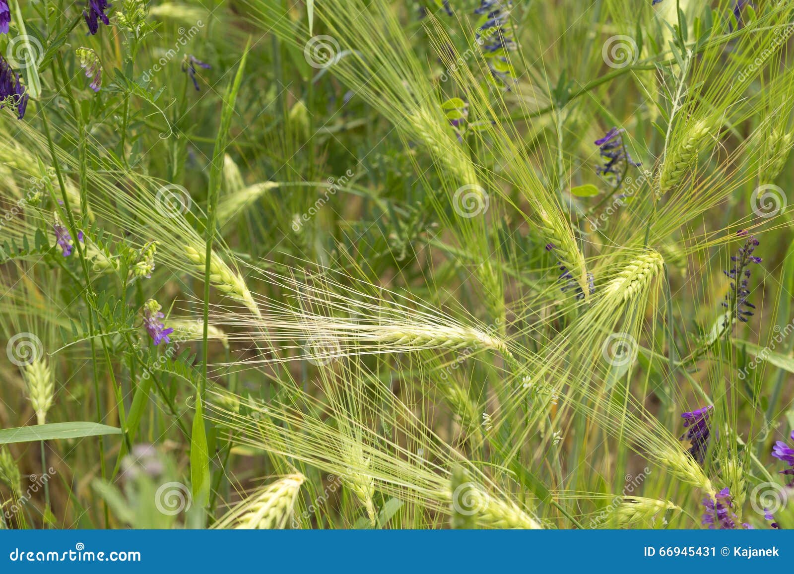 Detail of Corn Spikes in the Summer Nature Stock Image - Image of ...
