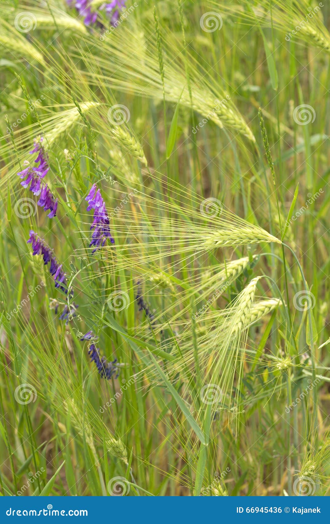 Detail of Corn Spikes in the Summer Nature Stock Photo - Image of grain ...