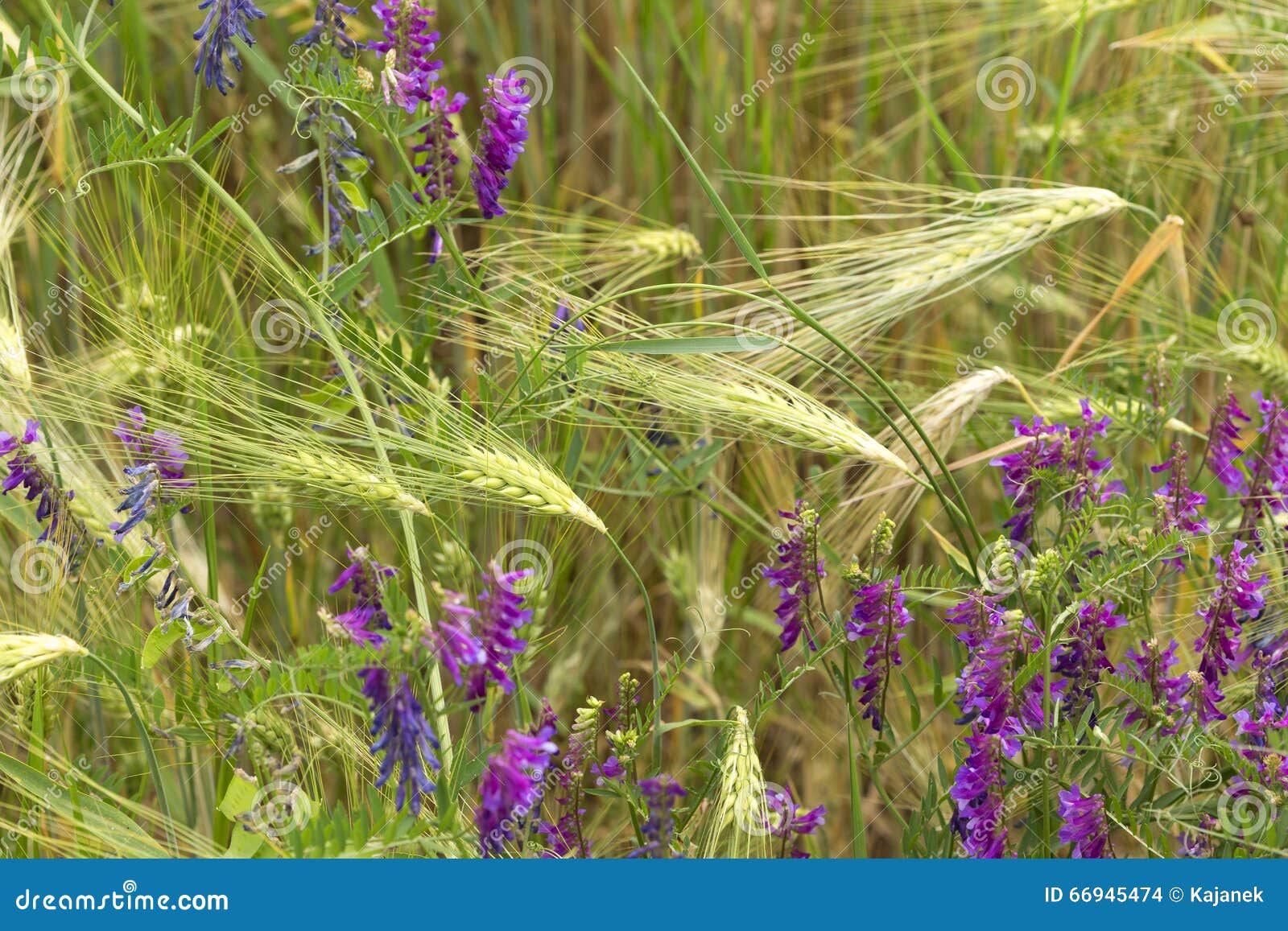 Detail of Corn Spikes in the Summer Nature Stock Photo - Image of spike ...