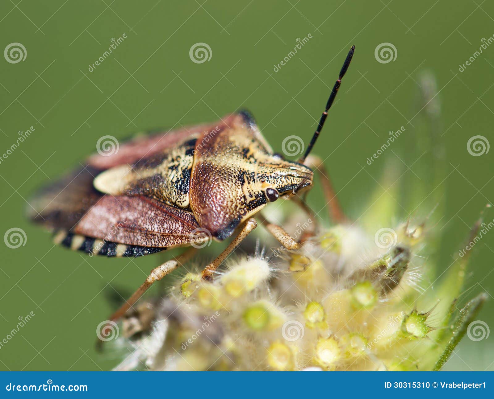 Crawly Sloe Bug (dolycoris Baccarum) Stock Photo - Image of animal ...