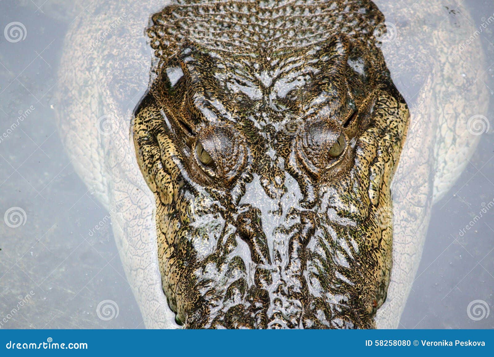 Detail of crocodile head stock photo. Image of aggressive - 58258080