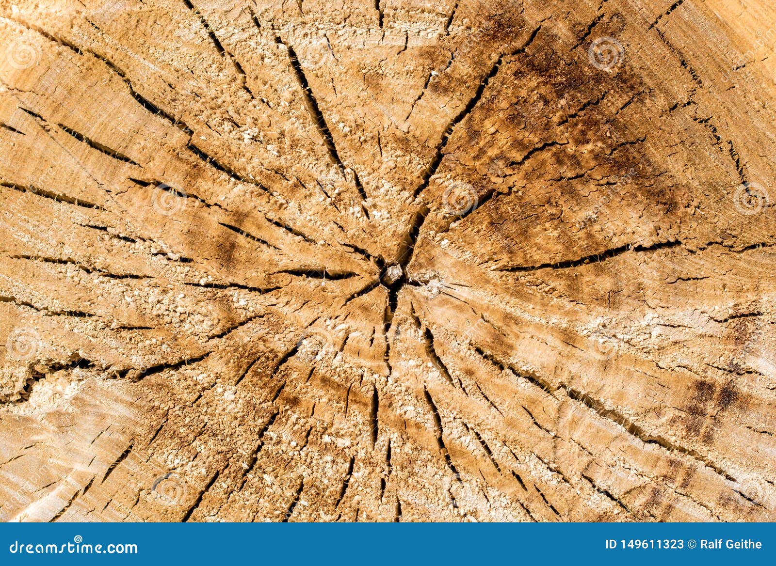 Tree Trunk in Cross Section Stock Image - Image of rings, cross: 149611323