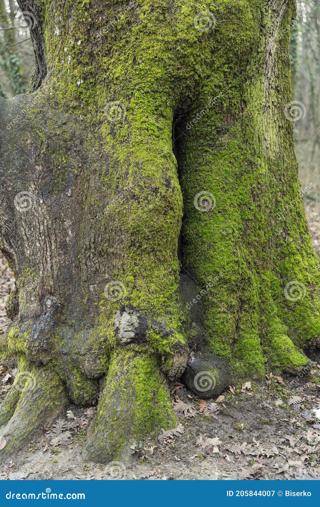 Detail of the Crust of the Tree Stock Image - Image of scum, crust ...