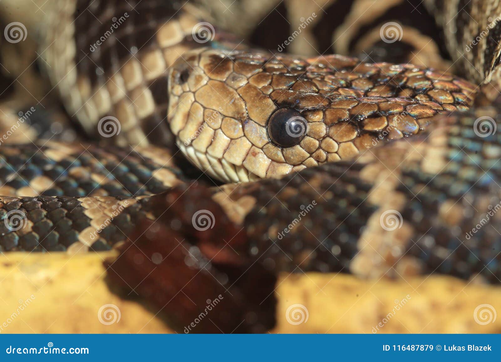 Cuban tree boa stock image. Image of angulifer, reptile - 116487879