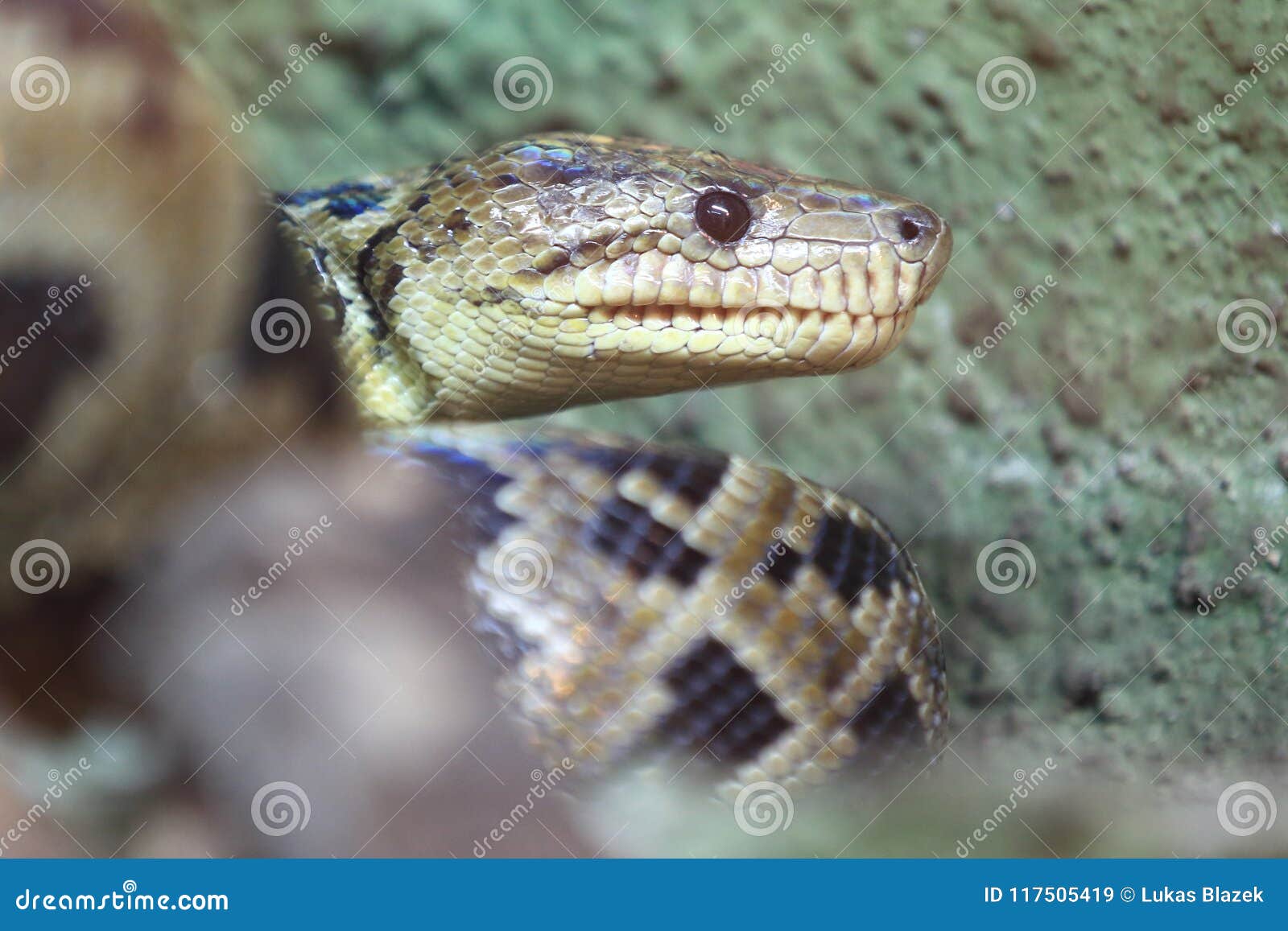 Cuban boa stock image. Image of reptile, cuban, boid - 117505419