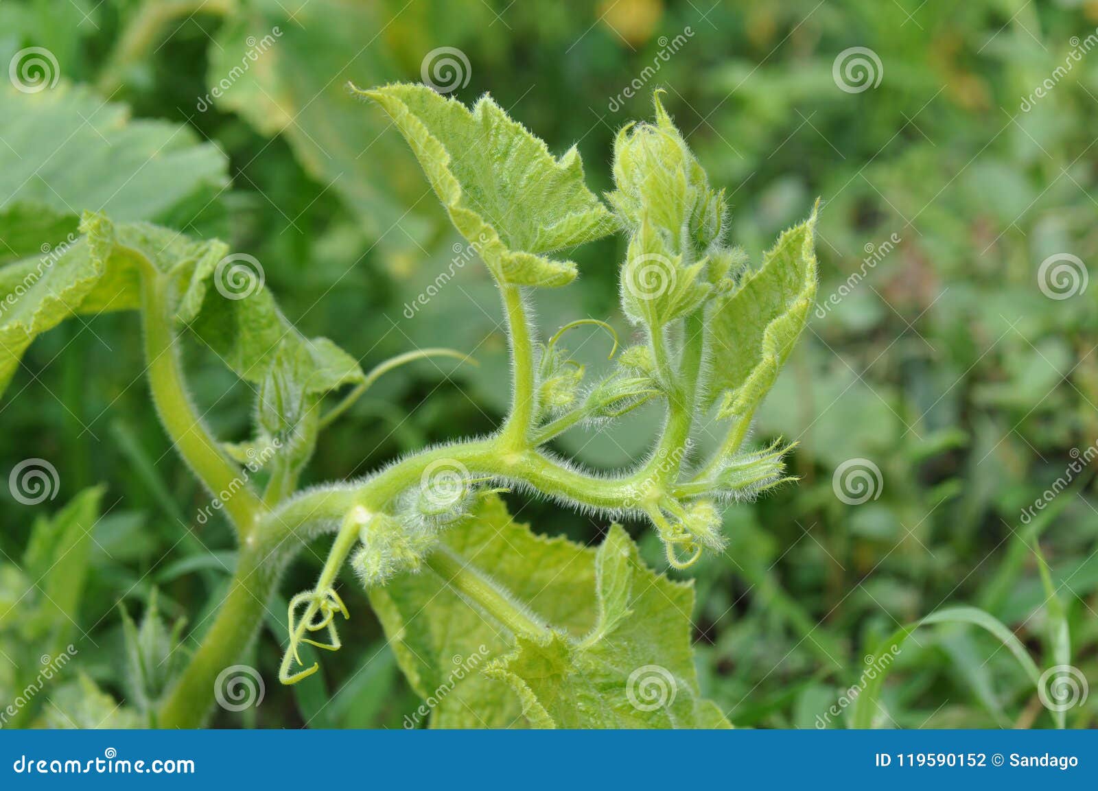 Cucumber leaf stock photo. Image of botanical, closeup - 119590152