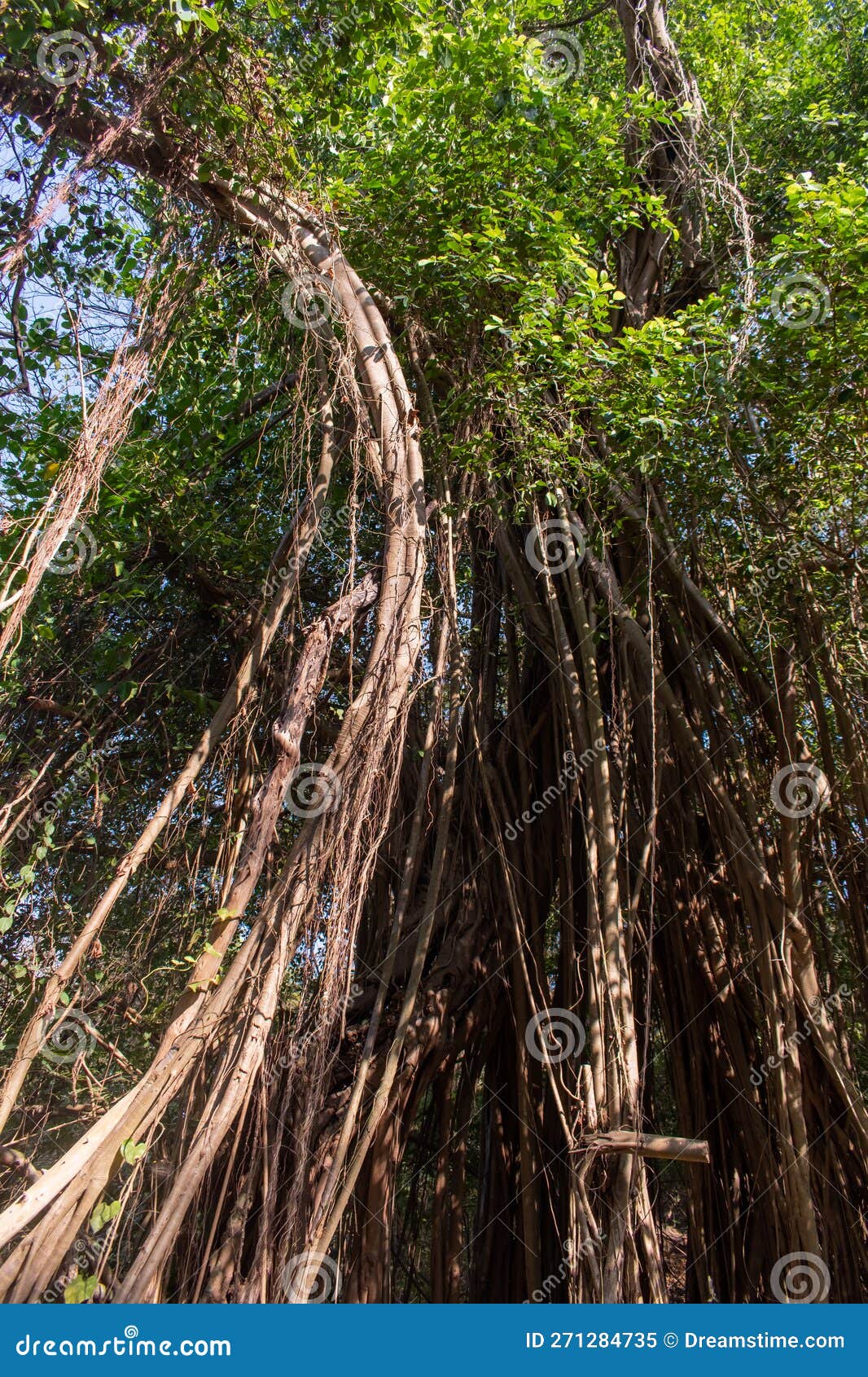 Detail of the Curvy Branches Stock Image - Image of outdoor, plant ...