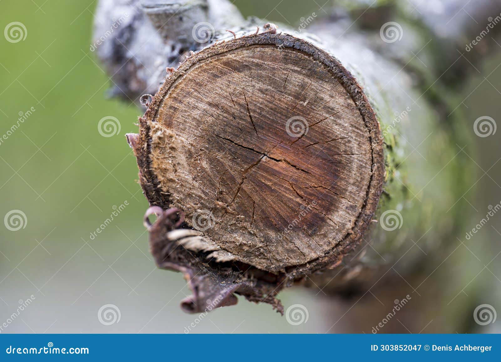 Detail of a Cut Cross-section of a Tree Stock Image - Image of wood ...