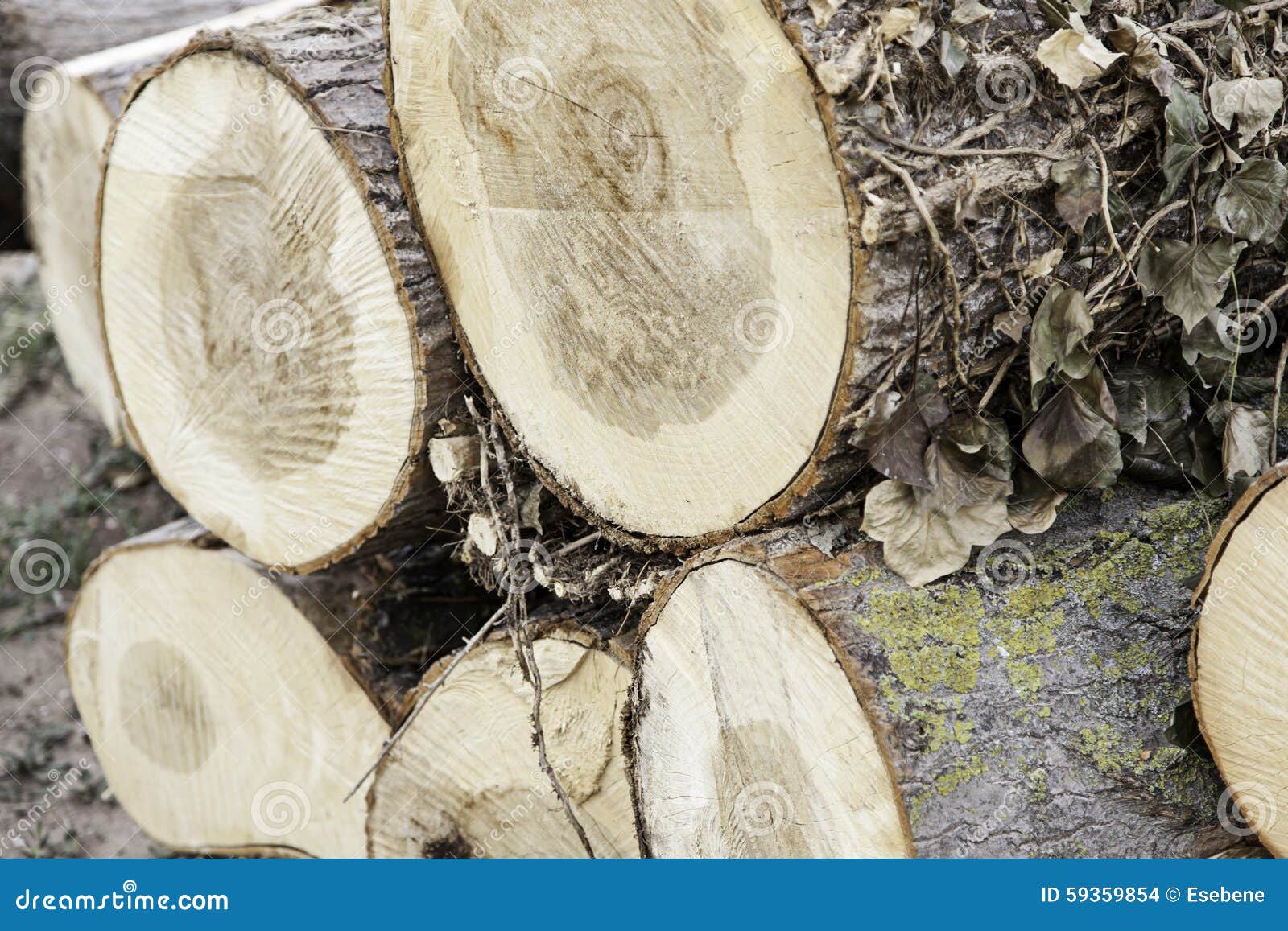 Detail of cut logs stock photo. Image of deforestation - 59359854