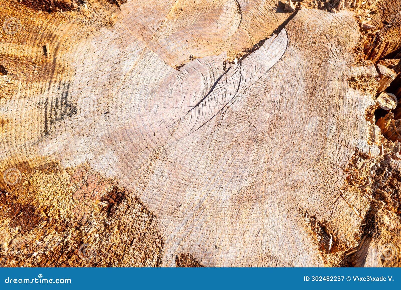 Detail of the Cut Trunk of an Old Pine Tree, Pinus Pinea Stock Image ...