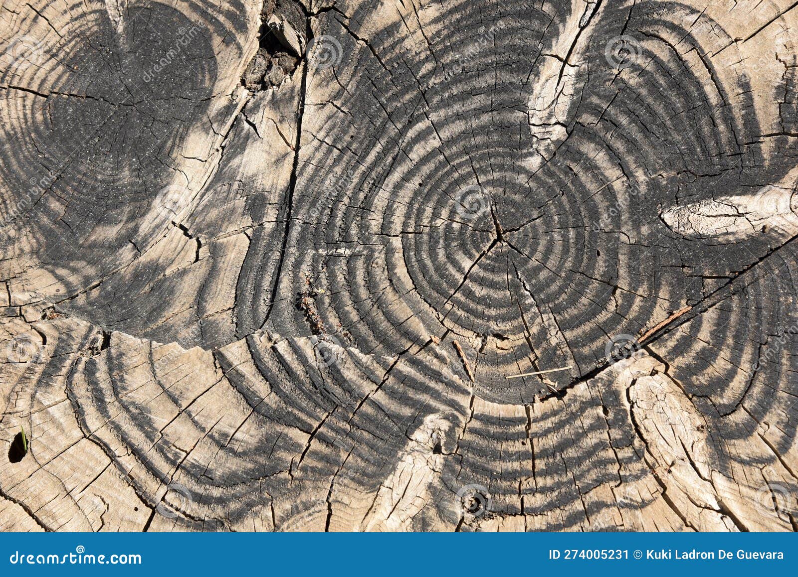 Detail Of The Rings Of A Sawed Tree Trunk Royalty-Free Stock Image ...