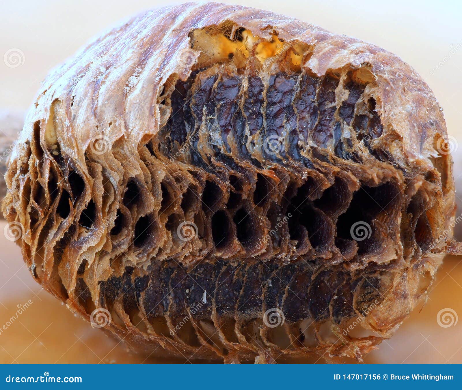Detail of Damaged Old Wasp Nest Stock Photo - Image of wasp, cells ...