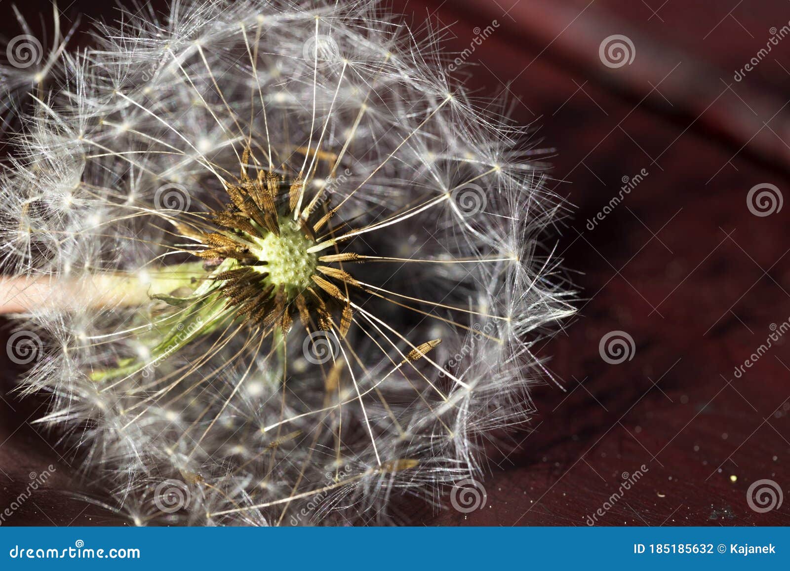 Detail of the Dandelion on the Dark Background Stock Photo - Image of ...