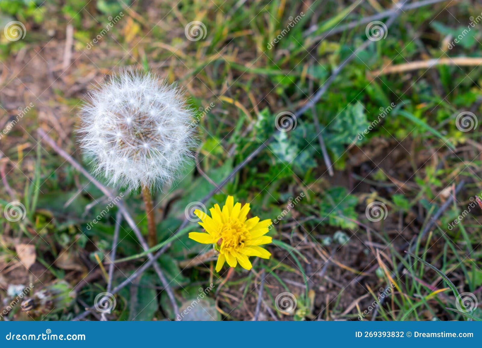 Detail of a Dandelion Flower in the Field Stock Photo - Image of ...