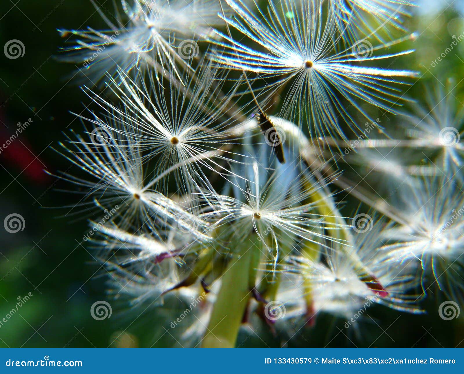 Detail of dandelion seeds stock image. Image of dandelion - 133430579